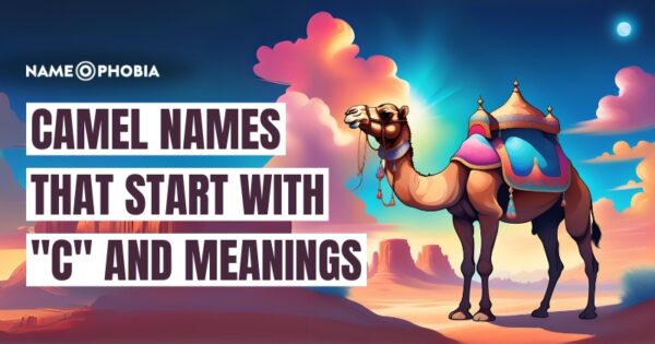 Top 300+ Camel Names - Cool & Funny with Meanings