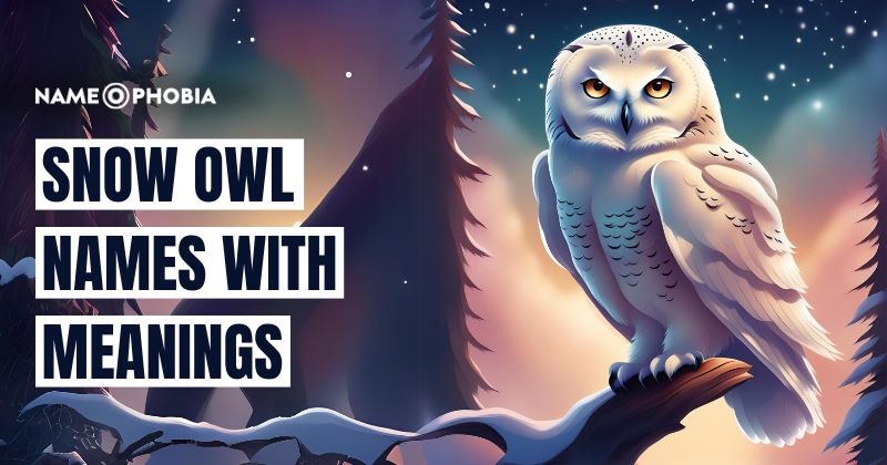 Top 320+ Unique Owl Names Funny, Cute With Meanings